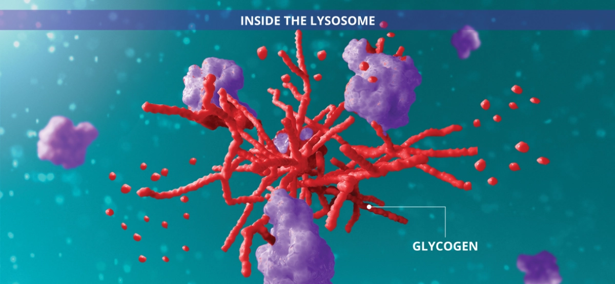 Mechanism of Action | NEXVIAZYME® (avalglucosidase alfa-ngpt)