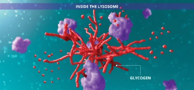 Mechanism of Action | NEXVIAZYME® (avalglucosidase alfa-ngpt)