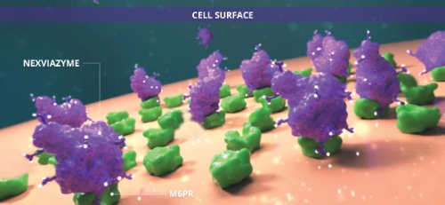 Mechanism of Action | NEXVIAZYME® (avalglucosidase alfa-ngpt)