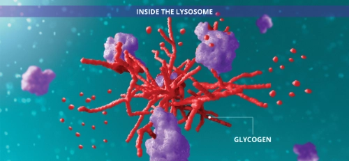 Mechanism of Action | NEXVIAZYME® (avalglucosidase alfa-ngpt)