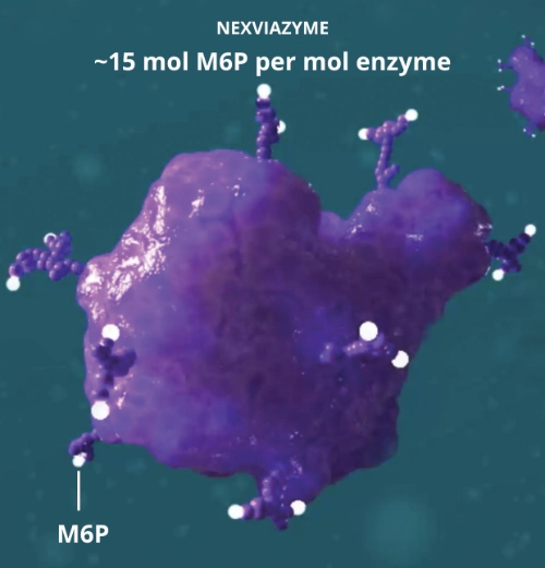 Mechanism of Action | NEXVIAZYME® (avalglucosidase alfa-ngpt)