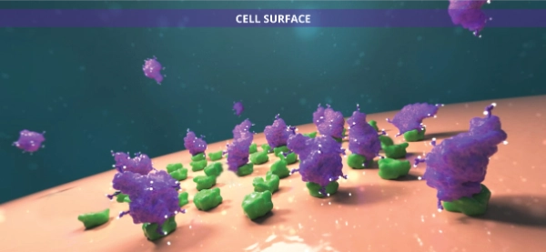 Mechanism of Action | NEXVIAZYME® (avalglucosidase alfa-ngpt)