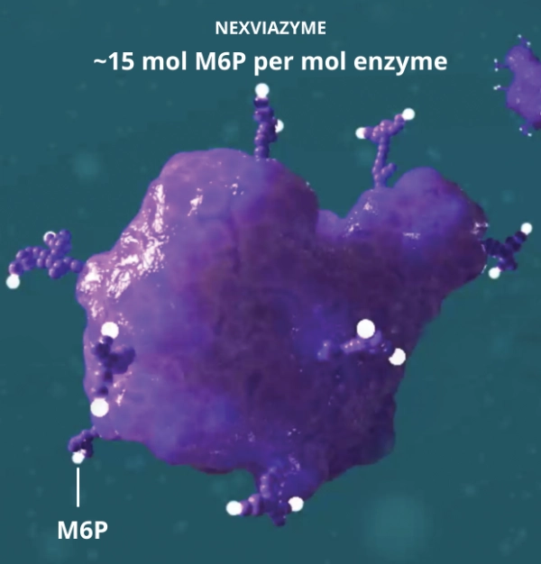 Mechanism of Action | NEXVIAZYME® (avalglucosidase alfa-ngpt)