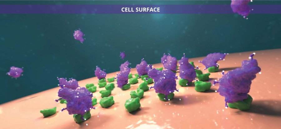 Mechanism of Action | NEXVIAZYME® (avalglucosidase alfa-ngpt)